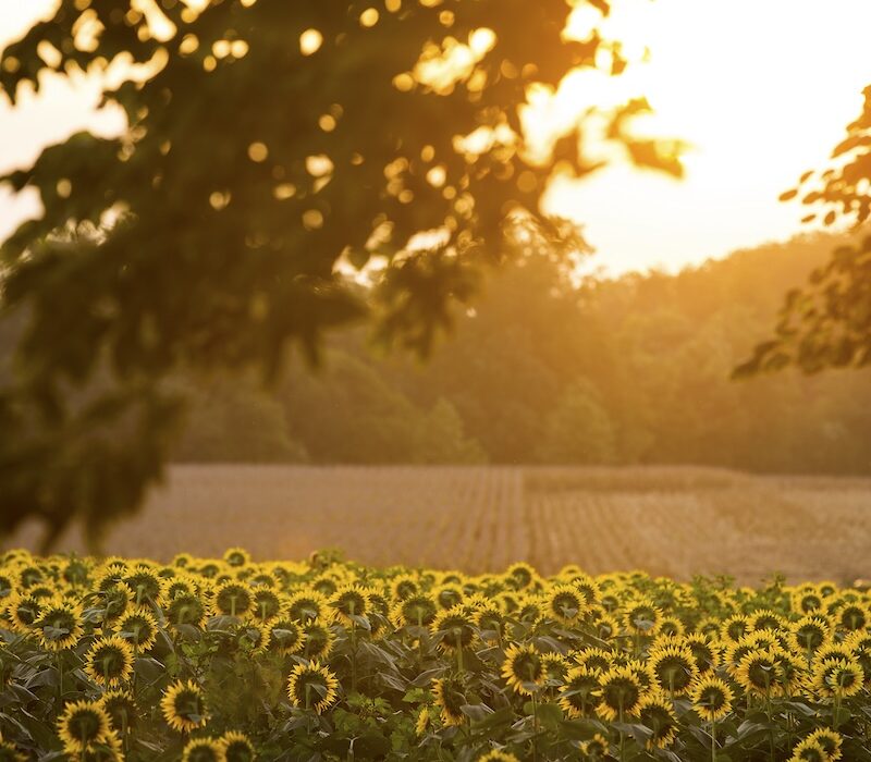 A Bold Path Forward - Kansas Health Foundation